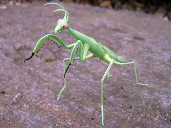 Wesley Fleming , artist - artwork, 'Preying Mantis'