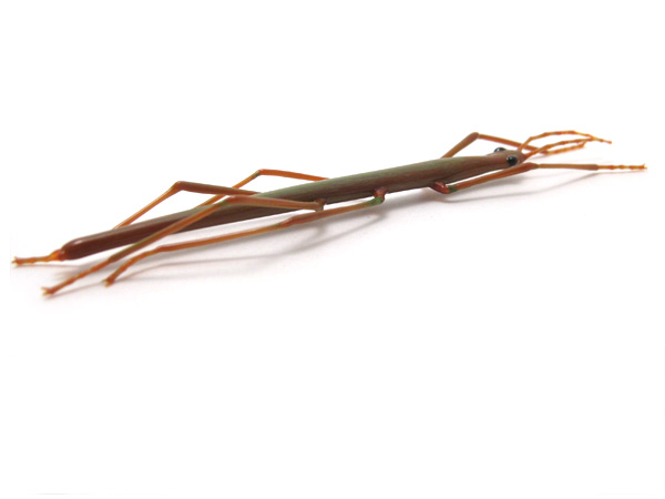 Wesley Fleming , artist - artwork, 'Mini Stick Bug'