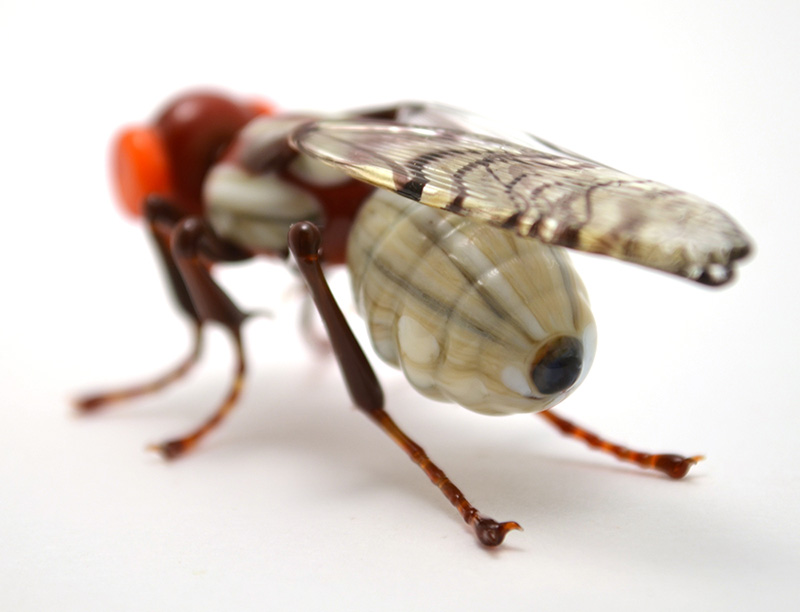 Wesley Fleming , artist - artwork, 'Rabbit Bot Fly'